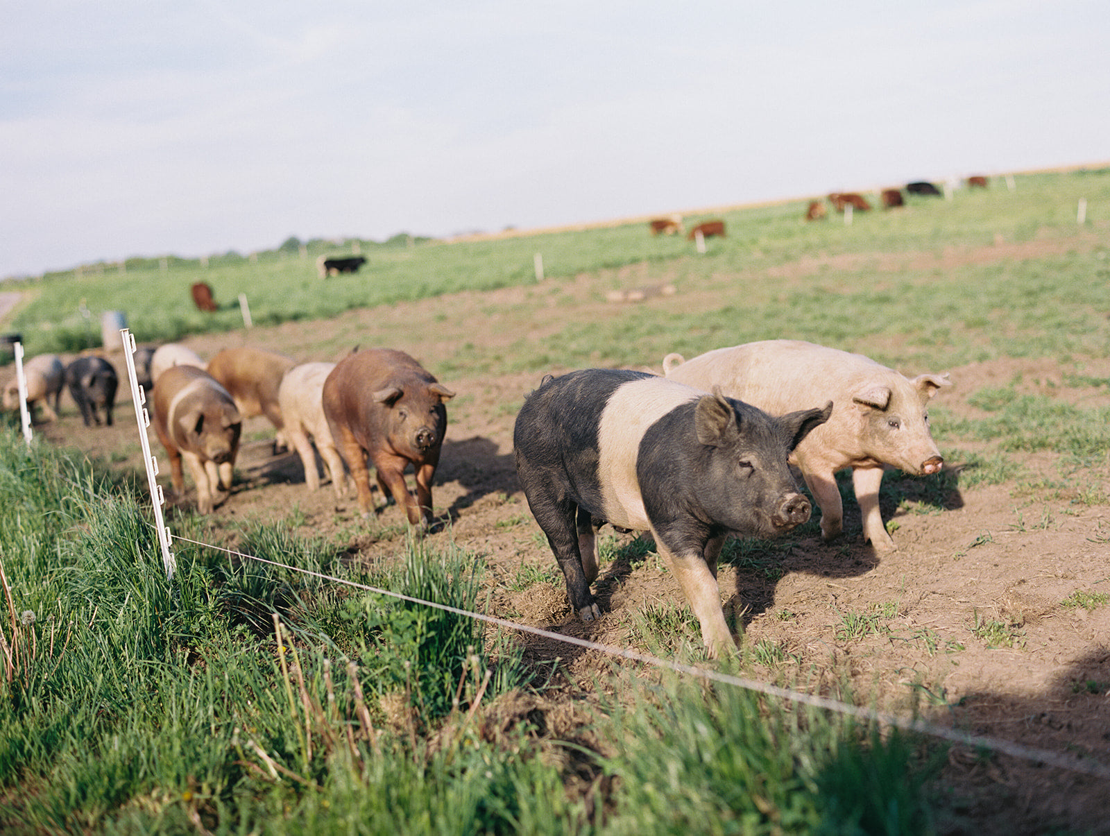 Pasture-Raised Pork – Grown Well Regenerative Farm